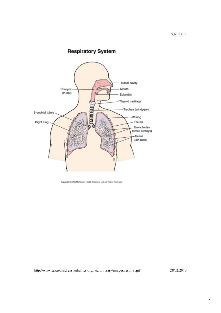 30 S 2 2 Diagram Resp System