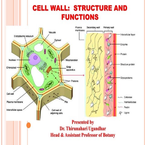 Plant Cell wall Structure | PPTX