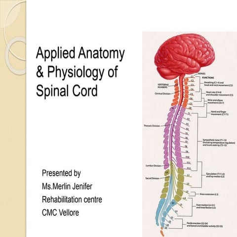 Spinal Cord Anatomy And Physiology