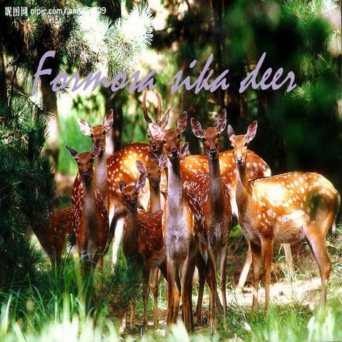 310 formosa sika deer | PPT
