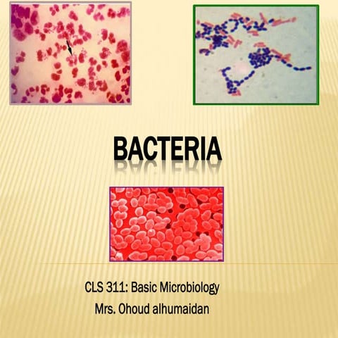 311-bacteria-student.pdf