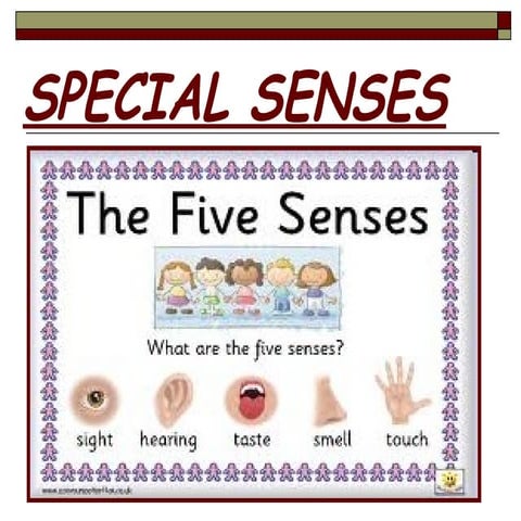 SPECIAL SENSES | PPT