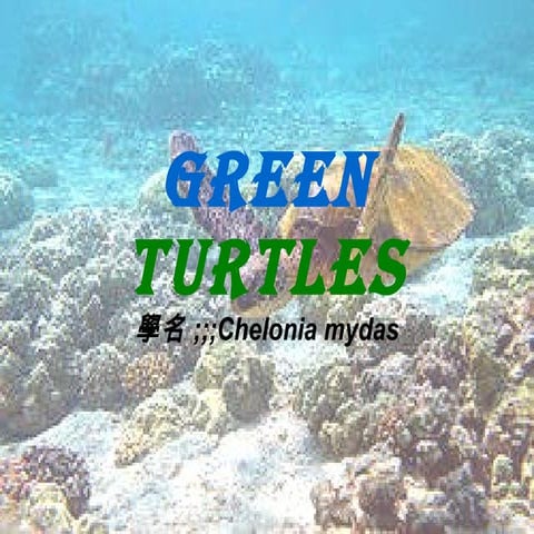 315 green sea turtles | PPT