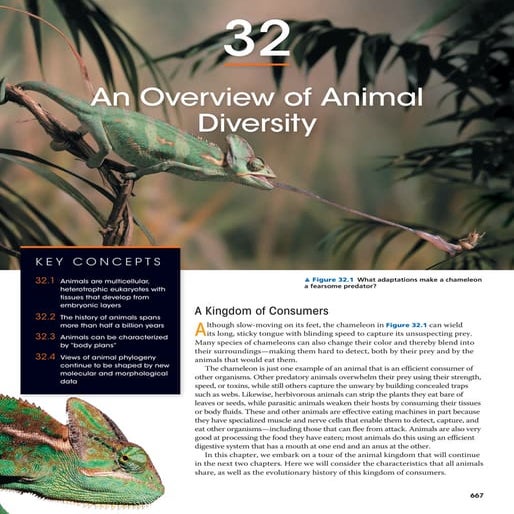 32 an overview of animal diversity | PDF