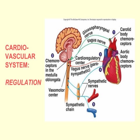 32. cardiovascular 4-08-09 | PPT