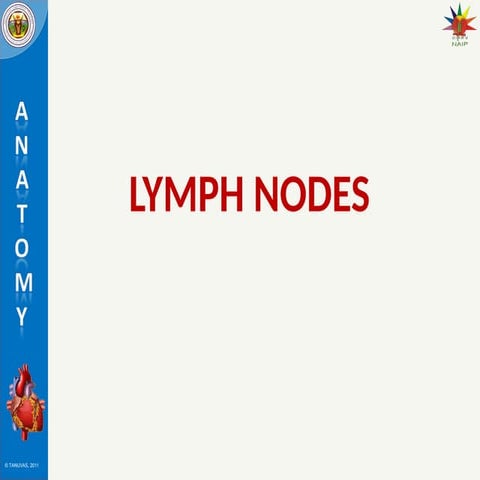 Lymph nodes of animals and their function | PPT