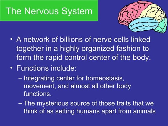 Nervous system PPT for grade 10 (basic concepts regarding human nervous ...