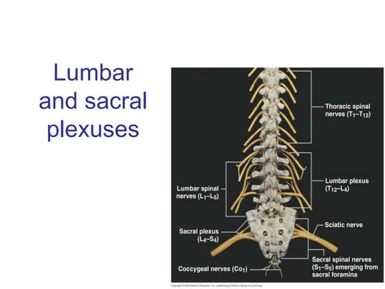 Lumbosacral plexus lumbo sacral plexus-1.pptx