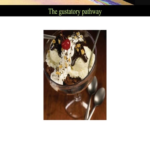 physiology of taste sensation-Taste-Pathway.ppt