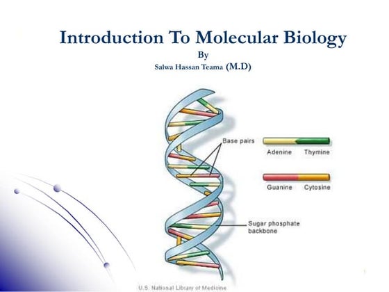 Biology PPT on RNA AND DNA free to download | PPT