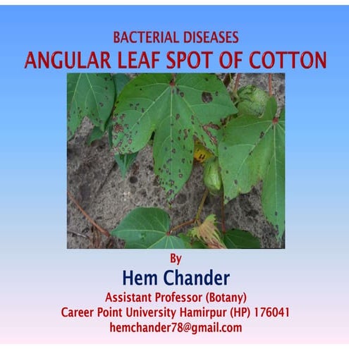 34. Angular Leaf Spot of Cotton.pdf