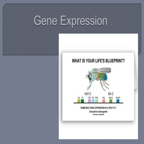 340 - 04 -- gene expression | PPTX | Genetics | Science