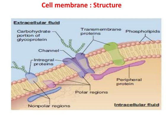 Lesson 4 Cell Modifications | PDF | Biological Sciences | Science