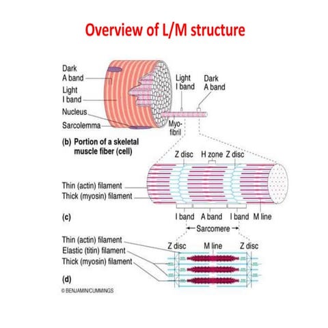 Structure of muscle | PPTX