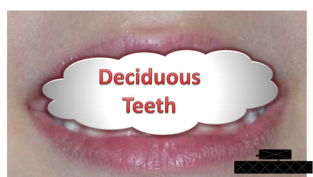 07. The Deciduous Teeth - Dentition | PPT