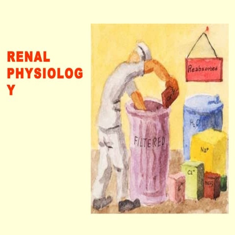 35. kidney 1-07-08 | PPT