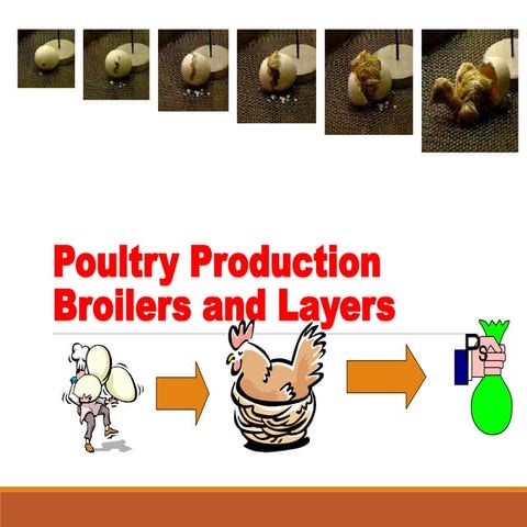 Comprehensive Guide to Poultry Production in the Philippines: Broilers ...
