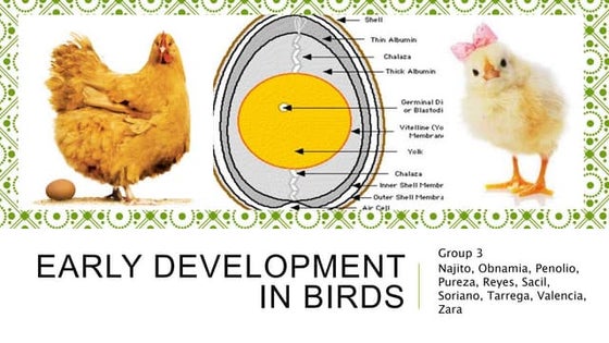 Development of chick embryo- structure of egg,cleavages,fate map and ...