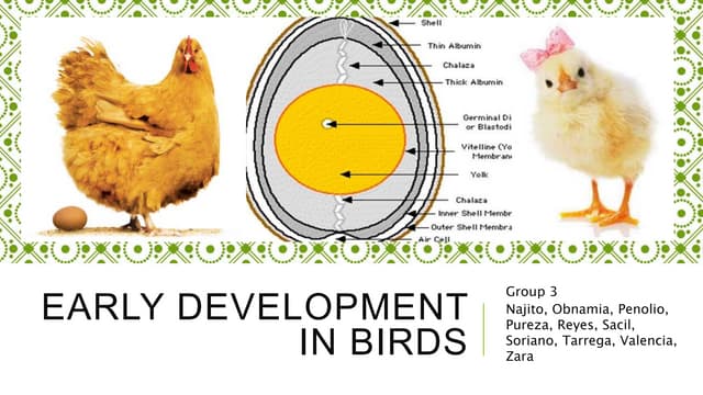 Development of chick embryo- structure of egg,cleavages,fate map and ...