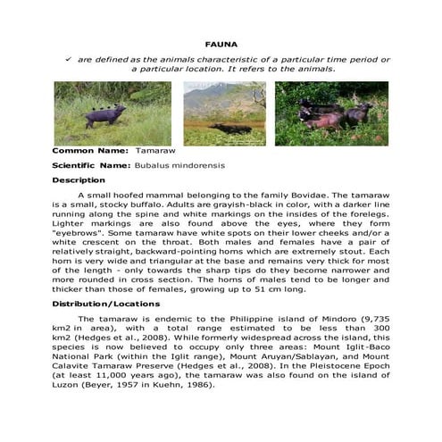 Animal species in the Rainforests Philippines biodiversity and ...