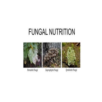 372922285-fungal-nutrition-240423182417-61e09efc.pptx