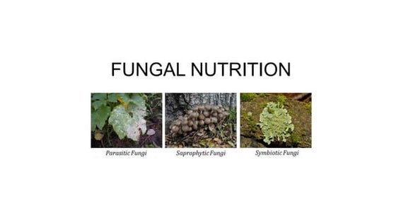 Ecology Of Fungi | PPT