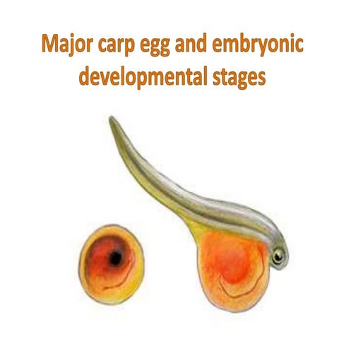 3_8_egg_and_embryonic_development.ppt