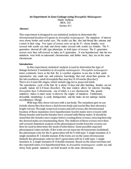 Fruit Fly Genetics lab report | DOCX | Genetics | Science
