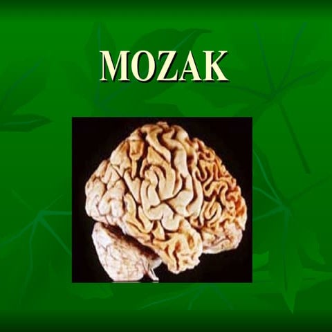 Mozak | PPT