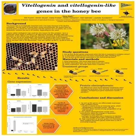 Honey Bee Colony Collapse Disorder (Ccd) | PPT