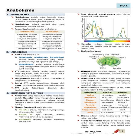 Anabolisme | PDF
