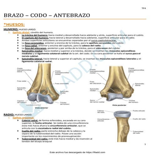 anatomia de brazo y antebrazo0000000.pdf