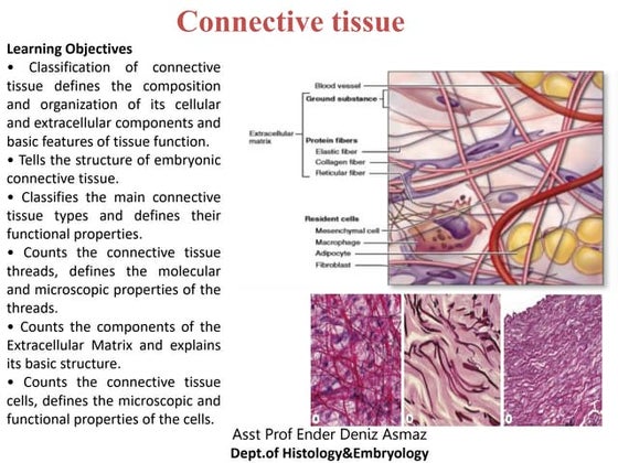 Histology Of Lymph Nodelymph Node Histology Pptx 1335
