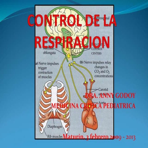 3 CONTROL DE LA RESPIRACION fisiología Darwin | PPT