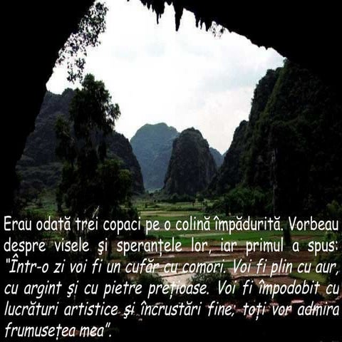 Trei Copaci | PPS