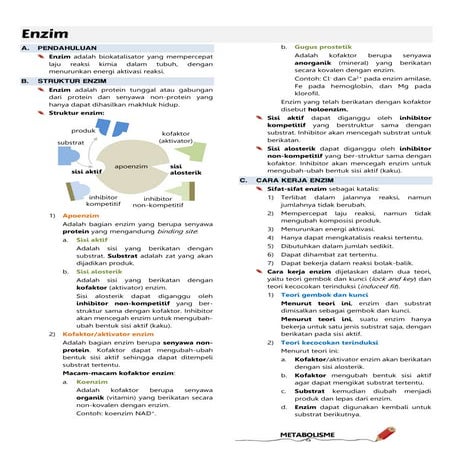 Enzim (Enzyme) | PDF