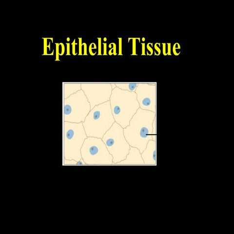 Epithelial Tissue.pdf