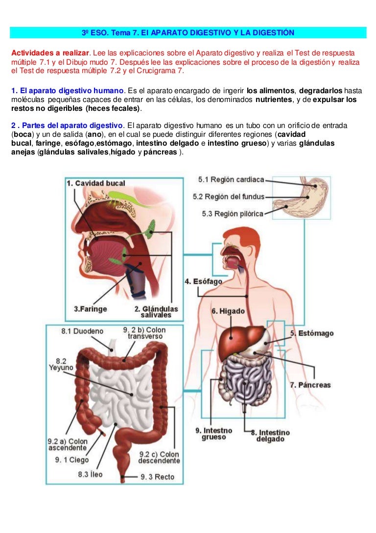 3º eso digestivo
