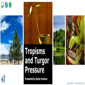 3_Explanation_-_Tropisms_and_Turgor_Pressure_Presentation_-_Interactive ...