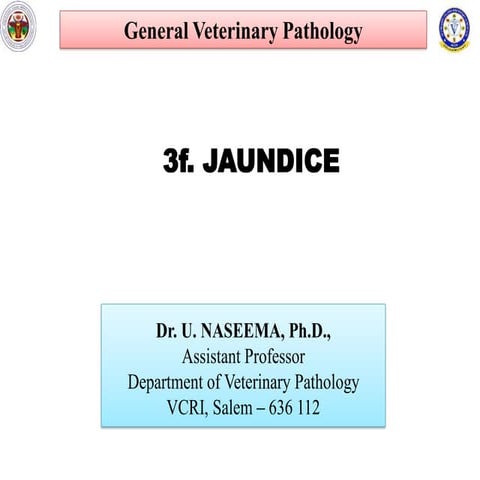 Jaundice pptx Veterinary pathology important | PDF