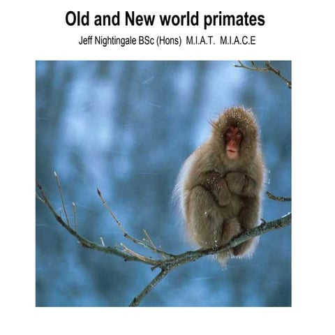 old+and+new+world+primates (1) MDP | PPT
