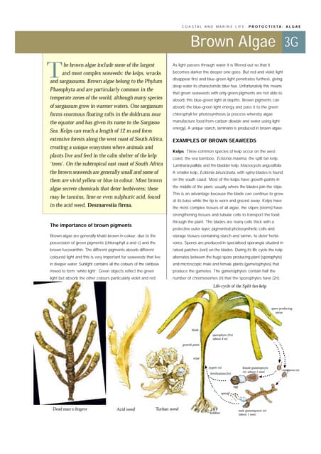 Phaeophyceae Brown Algae | PPTX