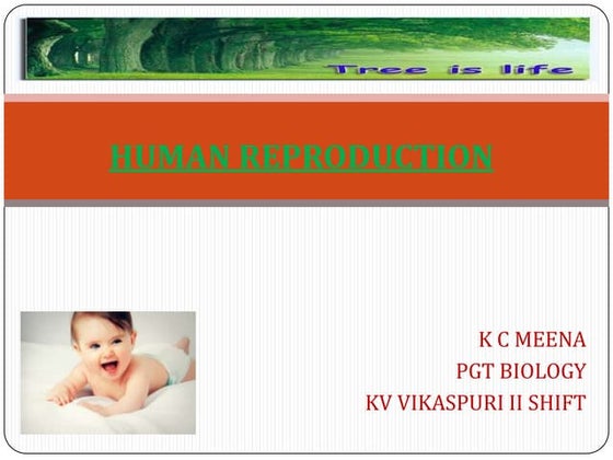 HUMAN REPRODUCTION .pptx class XII Biology | PPTX | Infertility ...