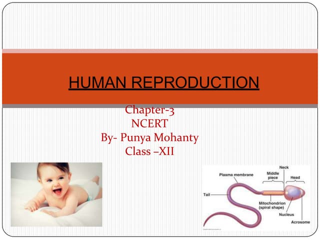 Human Reproduction Pptx Class Xii Biology Pptx