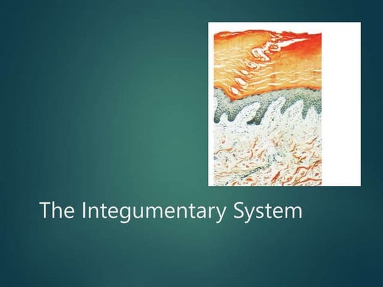 Integumentary system | PPT