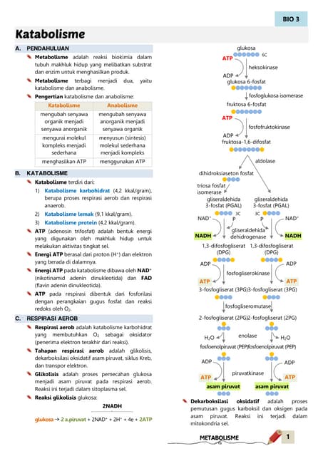 KATABOLISME KELAS 12 SEMESTER 1/GANJIL.pptx