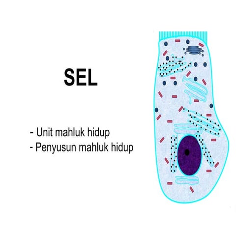 3 kuliah sel | PPT