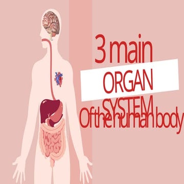 3 main organ system of a human body.pptx