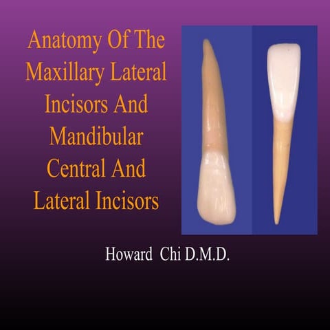 morphology of Maxillary central and lateral incisors teeth | PPT