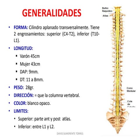 La MEdula Espinal y su anatomía y fisiología pdf | PDF
